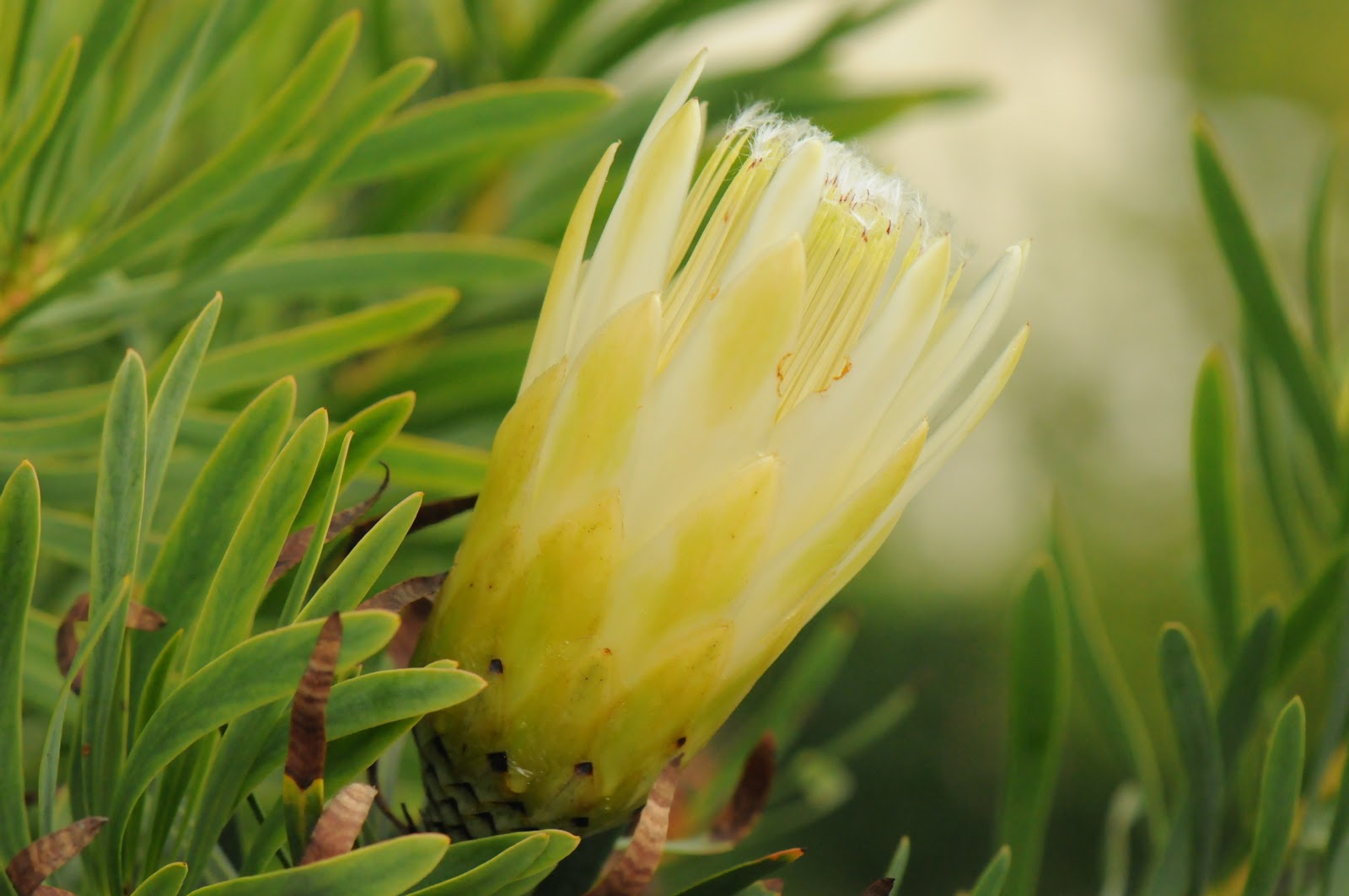 hortus apertus: Protea repens white