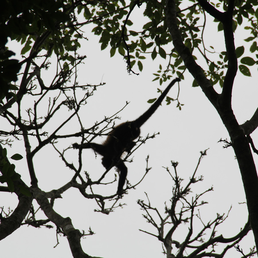 Art by Linda Queally: Spotting Monkeys in The Mayan Jungle Ruins of ...