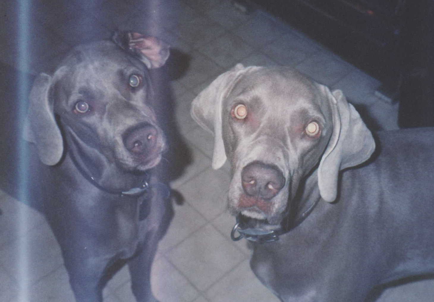 Pets and other Critters: Breed Profile: Weimaraner
