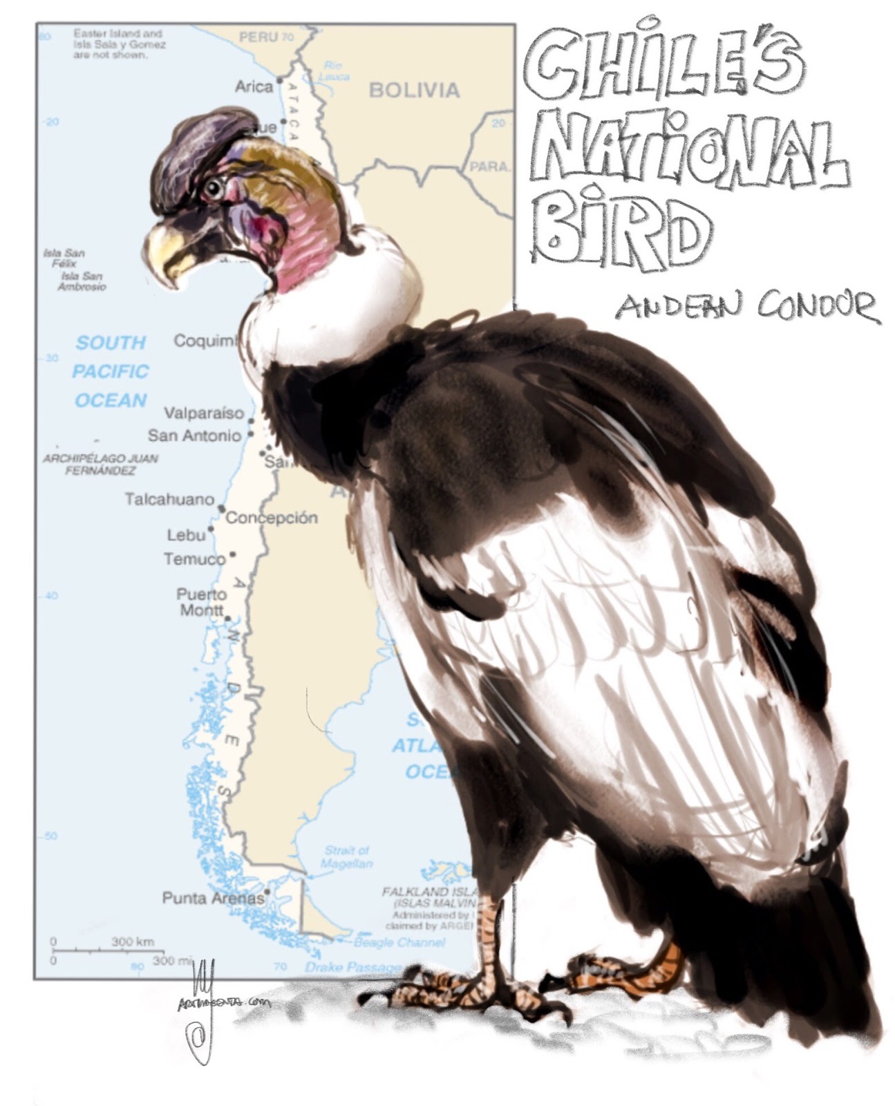 Birds: Andean Condor