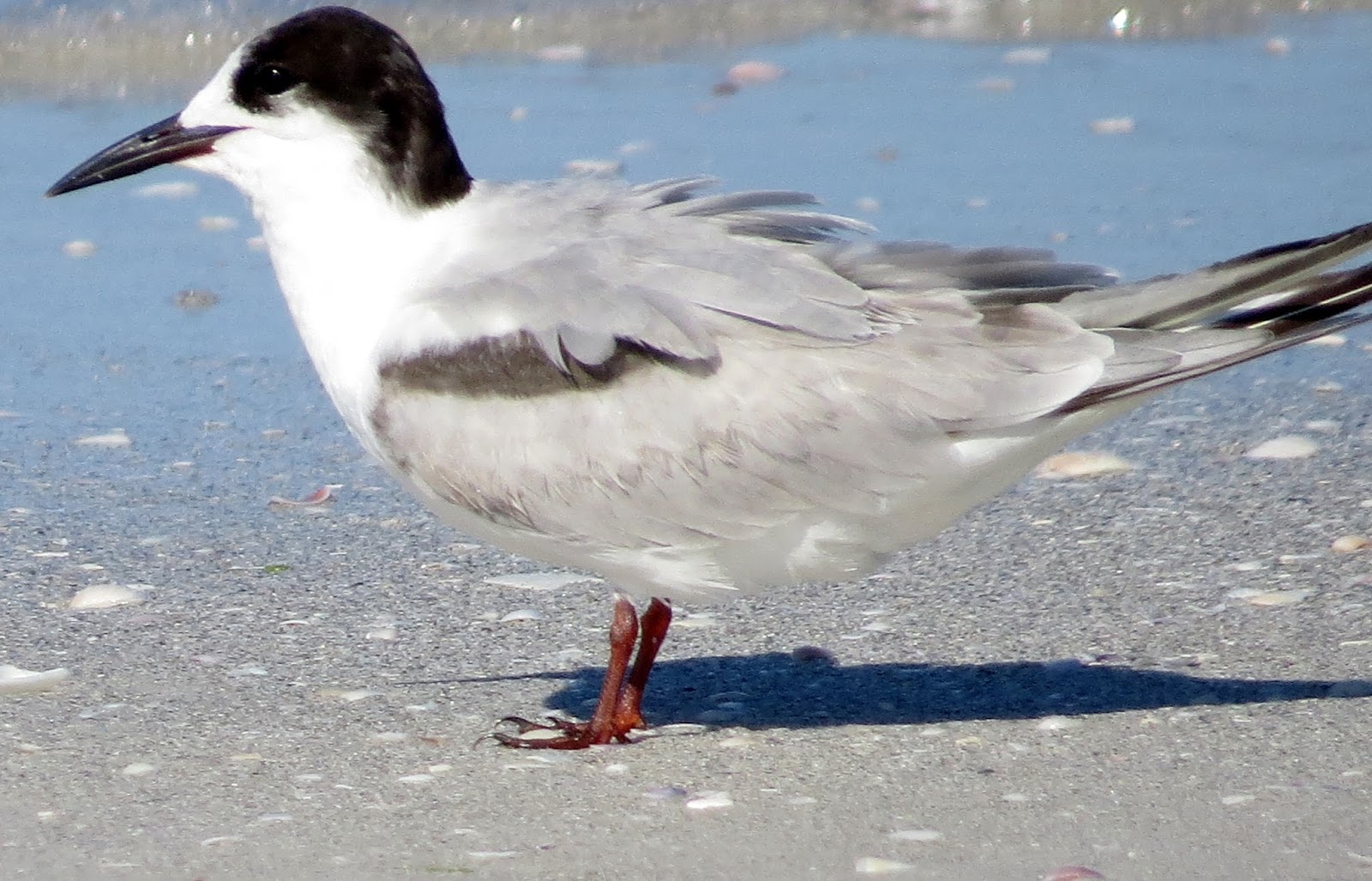 Florida Suncoast Birding: Tropical Kingbird and Common Terns