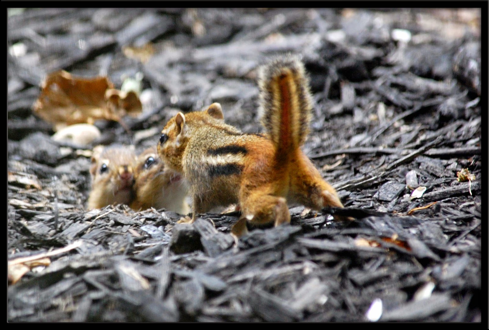 Sophia Z Photo: Young Chipmunks and Their Mom