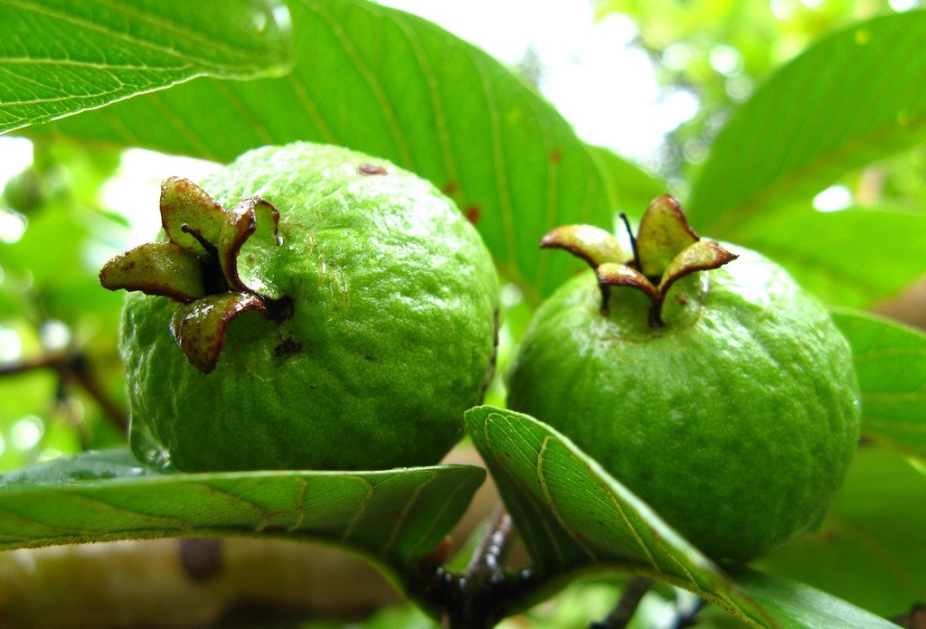 Bakit May Korona Ang Bayabas? | Buklat