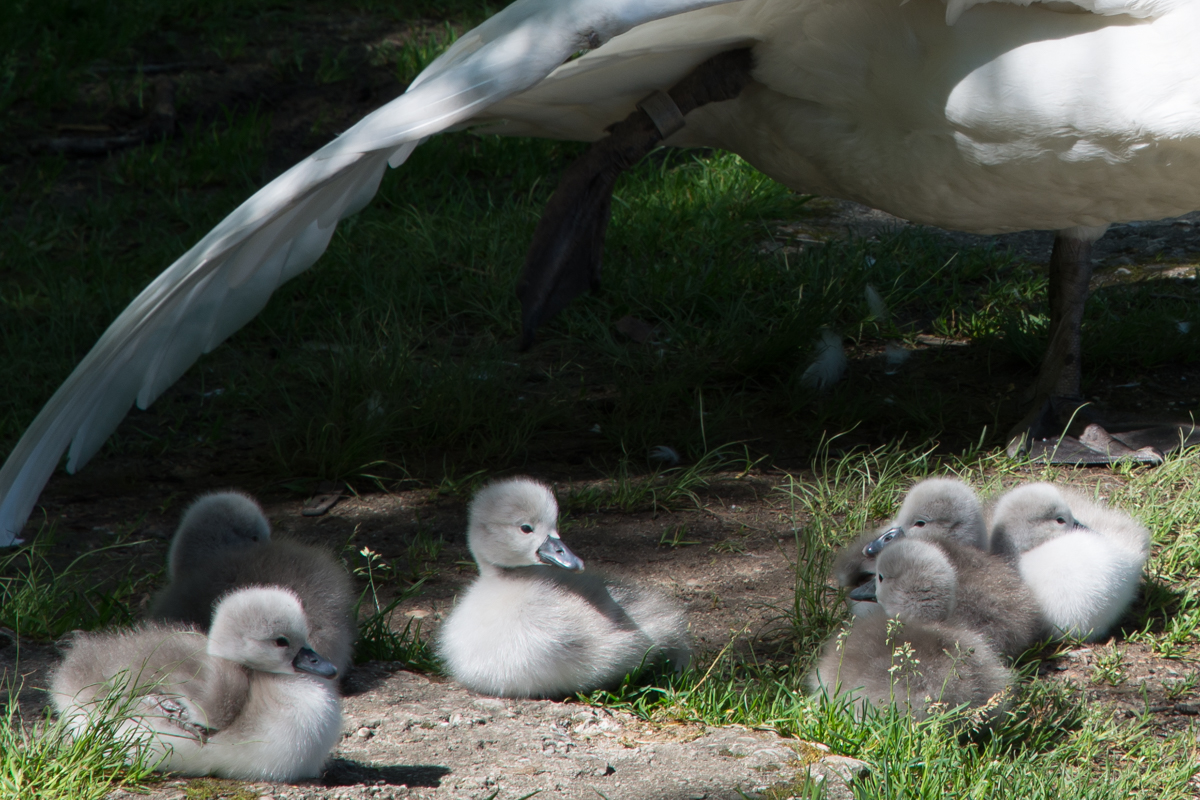Labodja družina na Blejskem jezeru