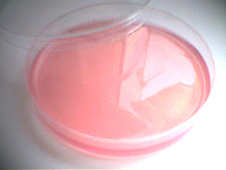 -Sagitha-: Agar Plate