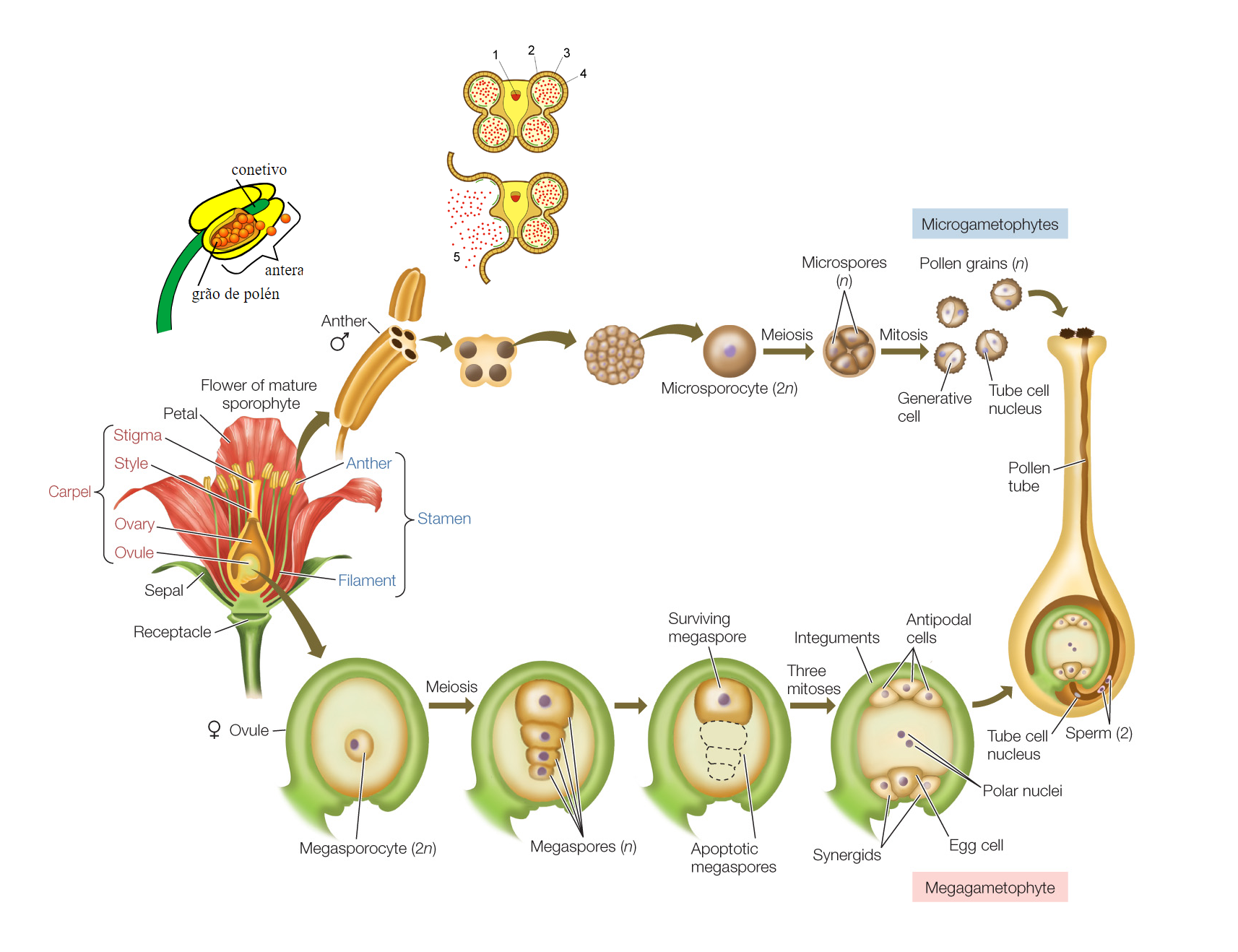 BIOLOGIA PARA A VIDA : DIVISÃO ANGIOSPERMAS