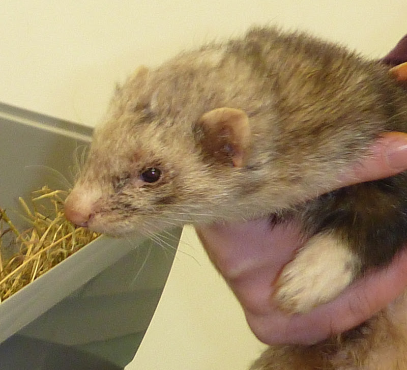 Cat Rescuing, Sunderland: FRED THE FERRET