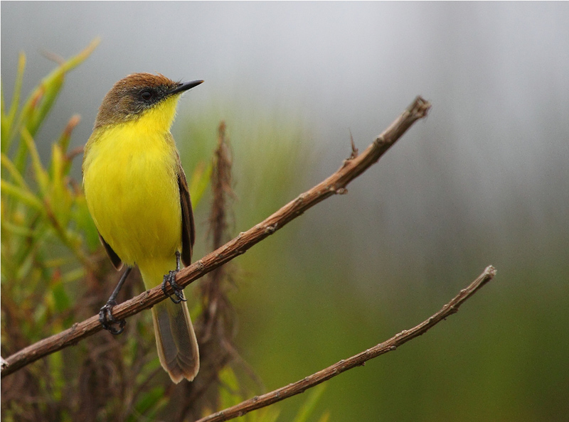 Hacerlo Contigo: Pajarito