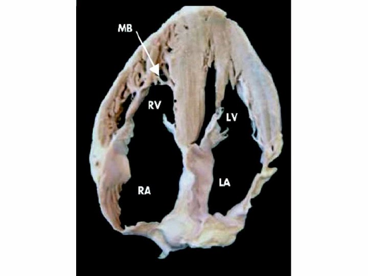 Manuali di Medicina Intensiva: Fisiologia e Fisiopatologia del ...