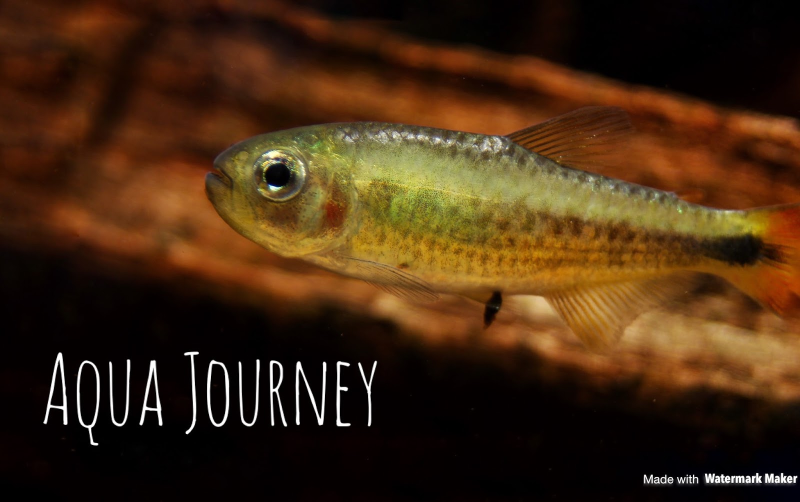 水族縱橫AquaJourney: 2018