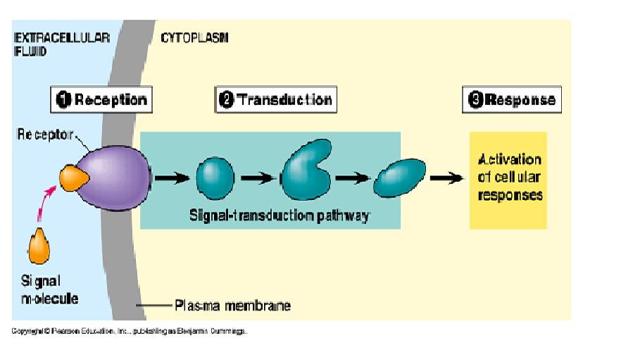 Pena Musang: KOMUNIKASI SEL