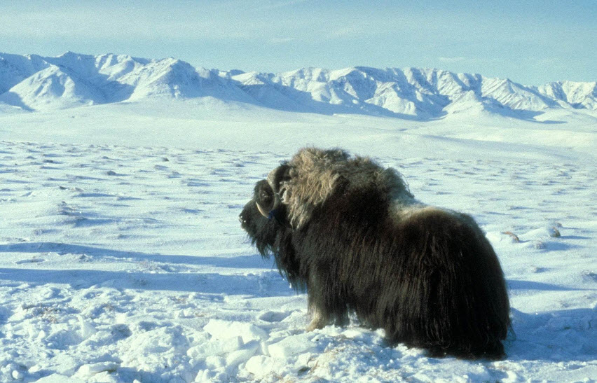 Muskox | The Life of Animals