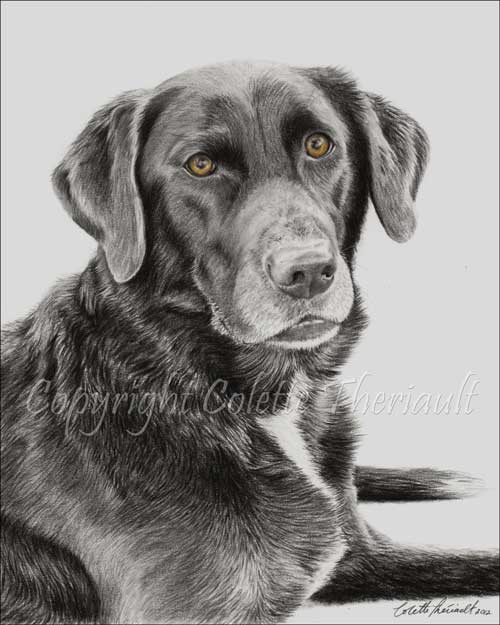 Pet Portraits and Wildlife Art by Canadian Nature and Animal Artist ...