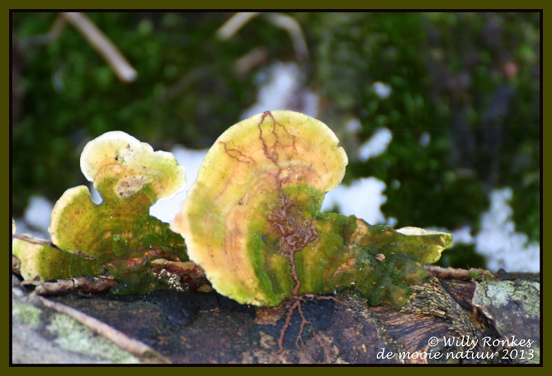 De mooie natuur: Ruig elfenbankje (Trametes hirsuta)
