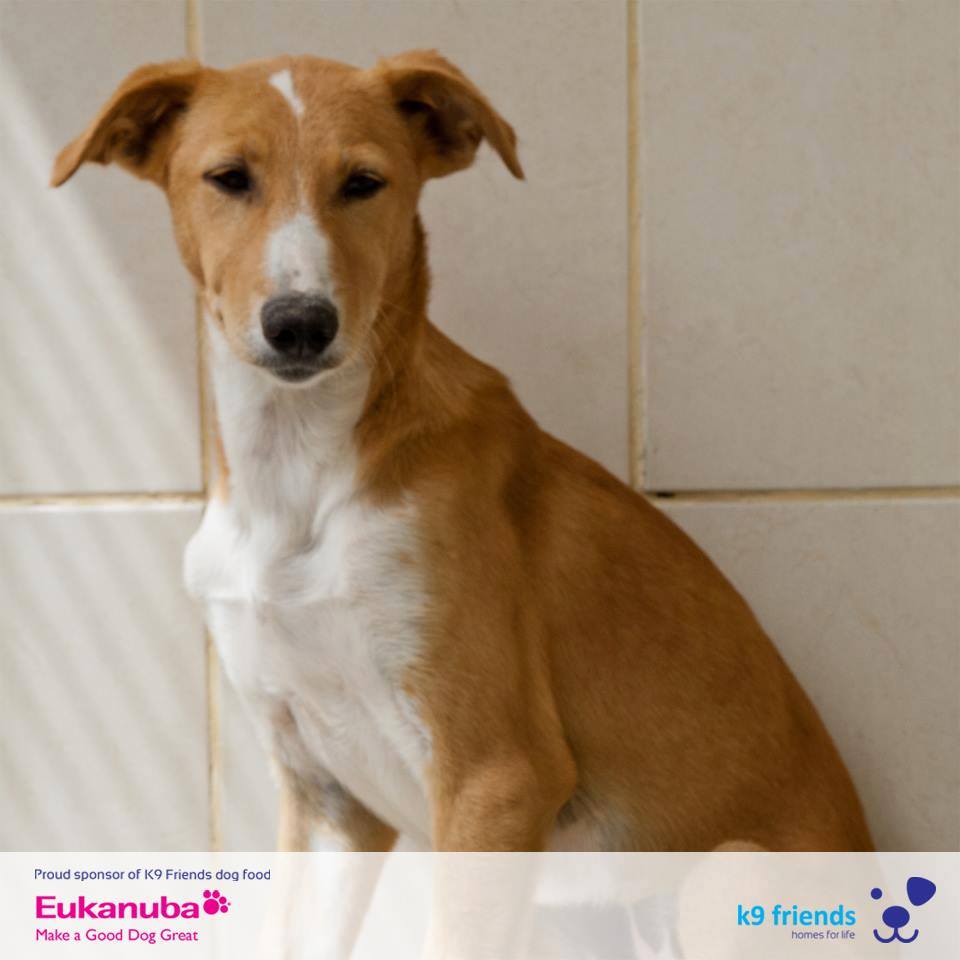 Wild born Canaan dogs of Saudi Arabia: Update on the genetic study of ...