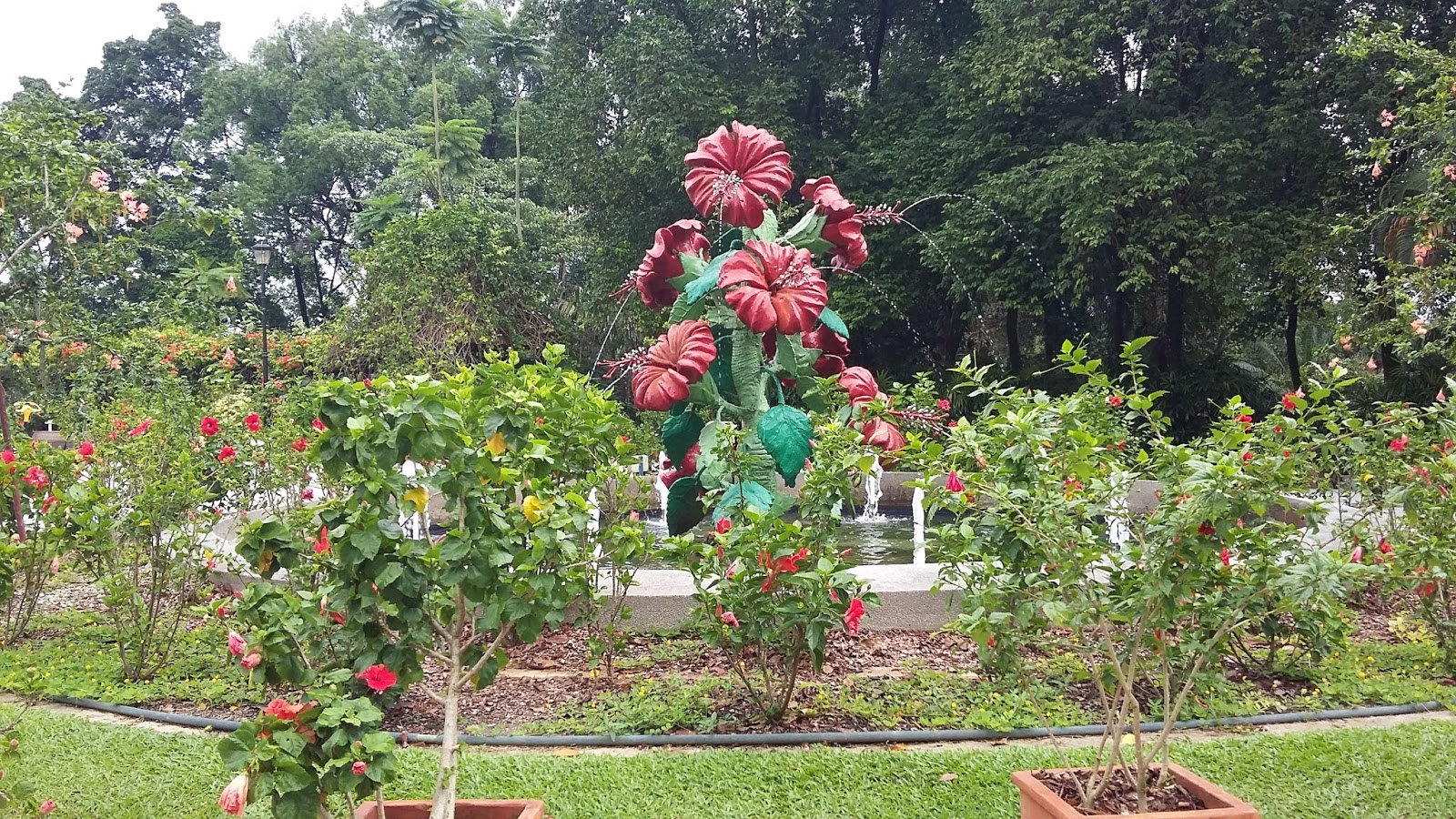Mohd Faiz bin Abdul Manan: Taman Bunga Raya