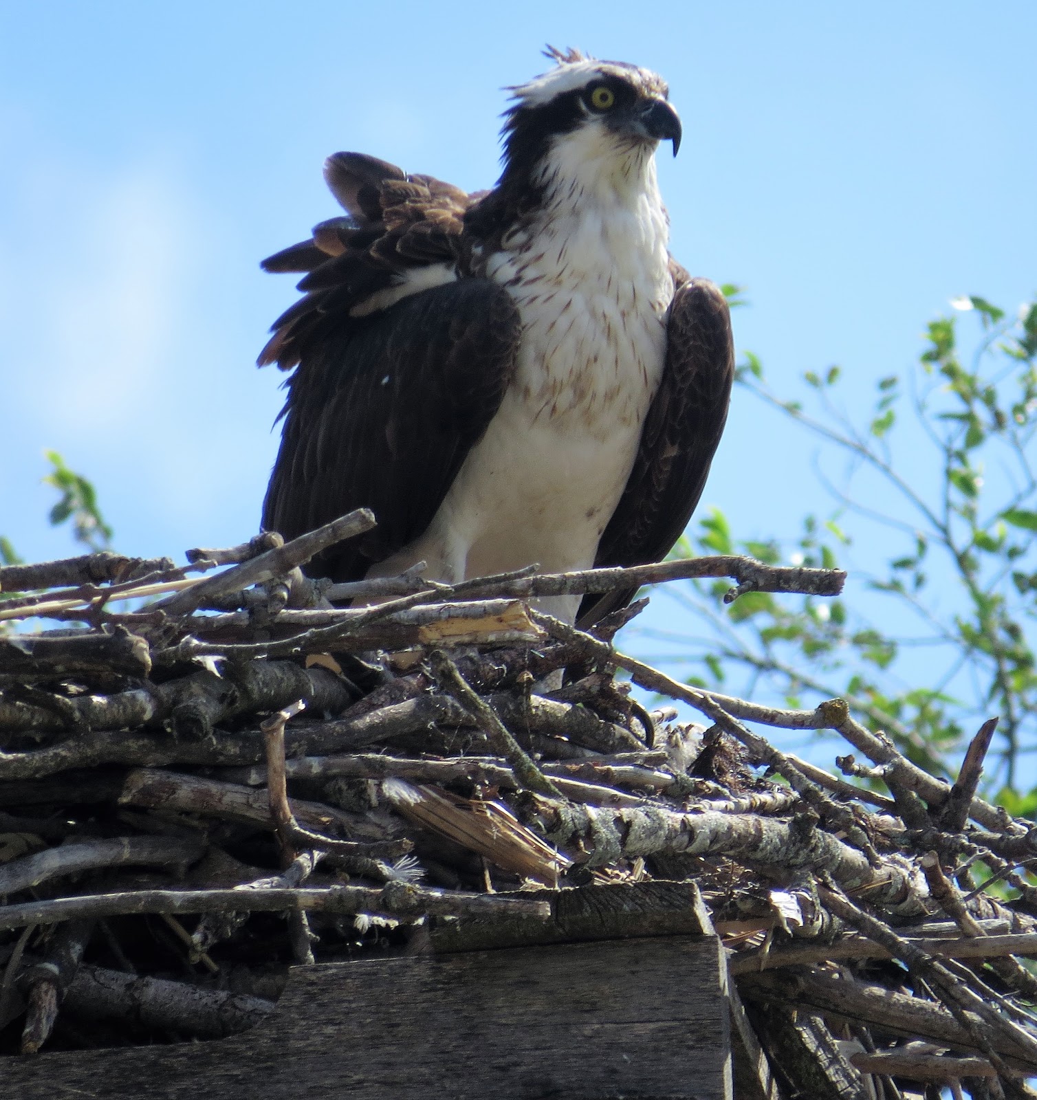 River Song and Chef Bruce Duff - Travels With Birds