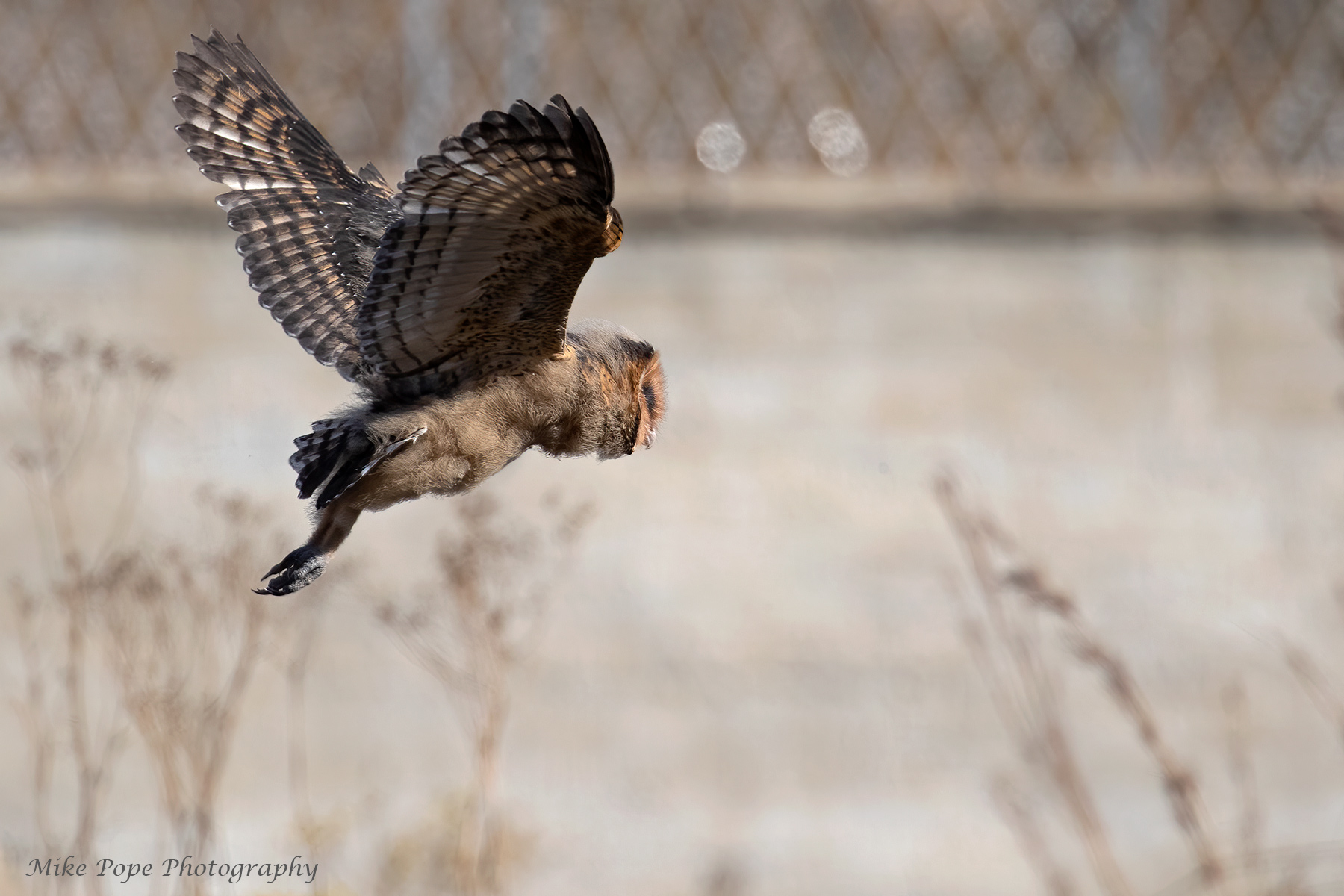 Birding | Photography | Adventure: GECKO; African Grass Owl's