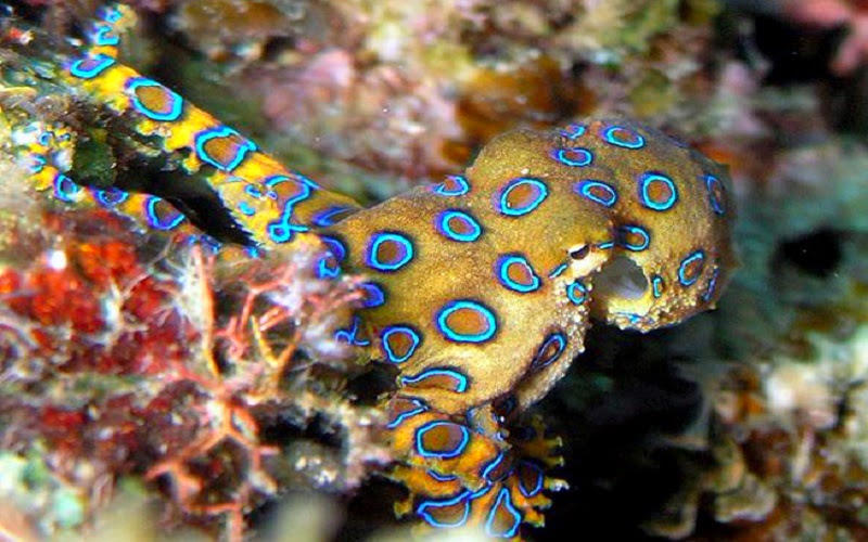 Pulpo de anillos azules