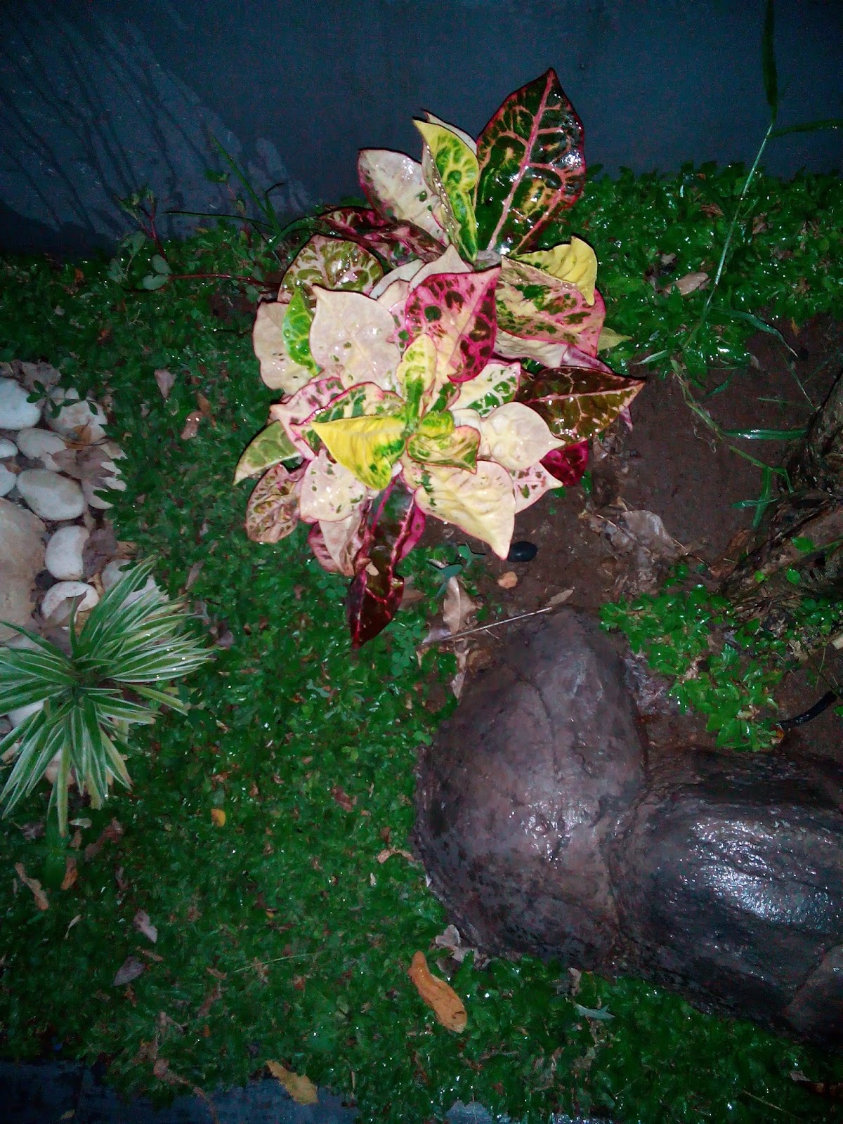 Puring Kura yang Indah dan Mahal - Education Articles