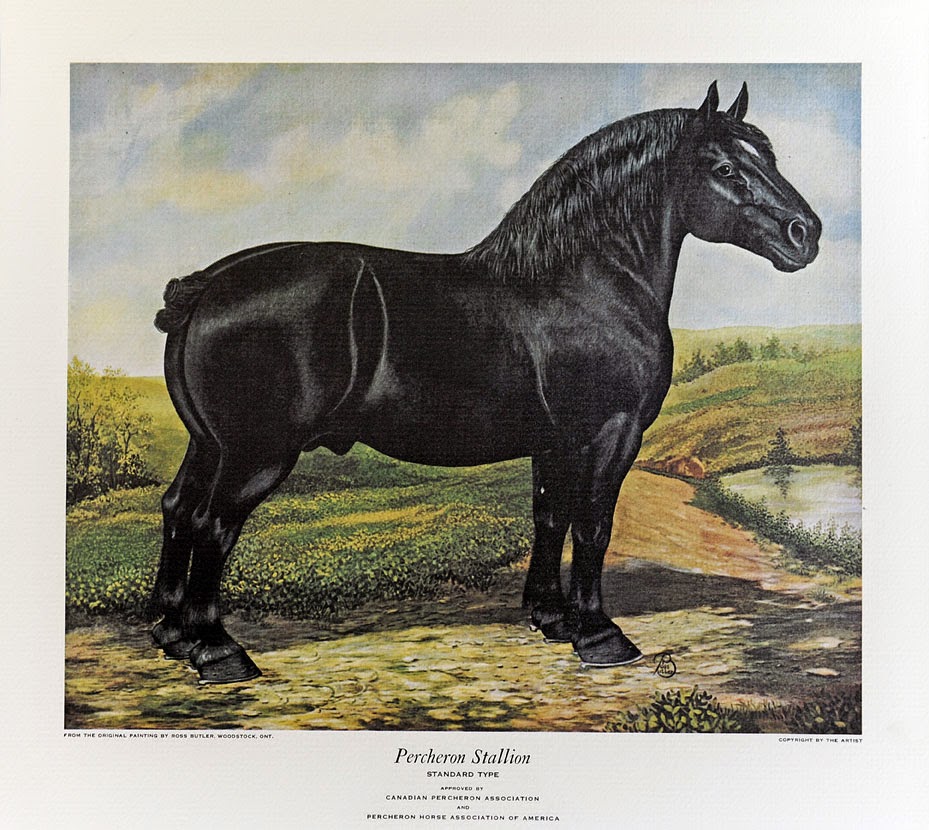 Percheron International: Le Percheron Idéal