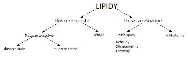 Bio-Loszka :) : 1.3 Lipidy