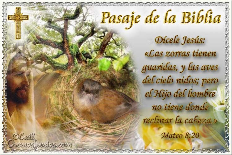 Vidas Santas: Santo Evangelio según san Mateo 8:20