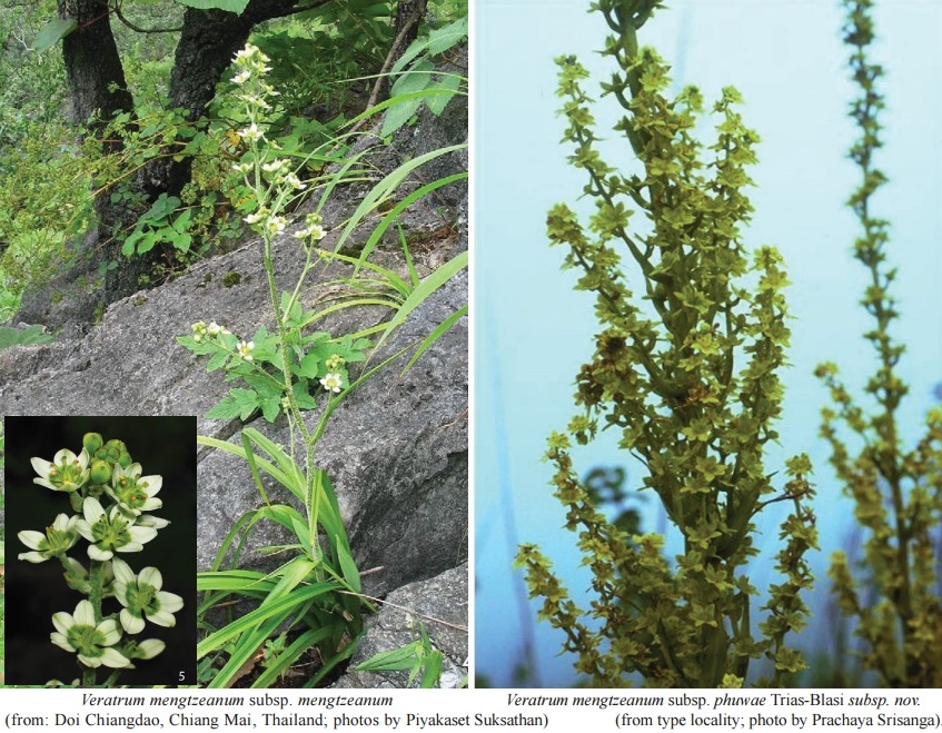 Species New to Science: [Botany • 2013] Veratrum mengtzeanum subsp ...
