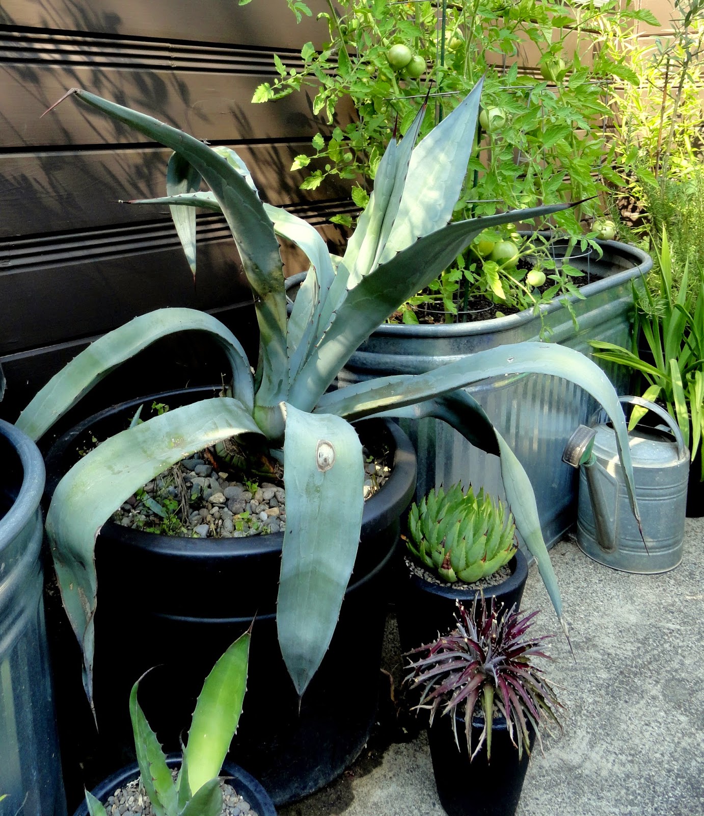 danger garden: Agave weberi, my favorite plant in the garden this week…