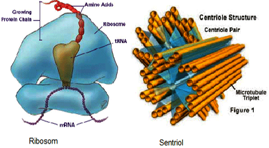 Fungsi Sitoplasma, Ribosom, Retikulum Endoplasma, Mitokondrion Dan ...