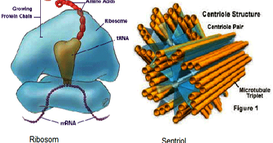 Fungsi Sitoplasma, Ribosom, Retikulum Endoplasma, Mitokondrion Dan ...