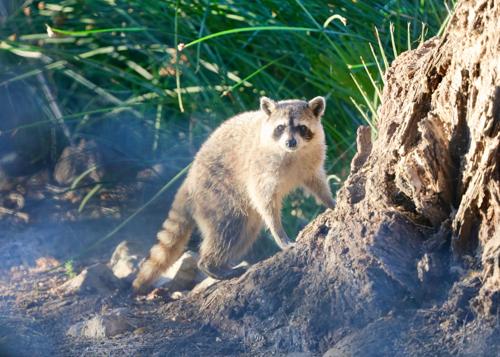 The Azure Gate: Sweetwater Wetlands: Raccoon