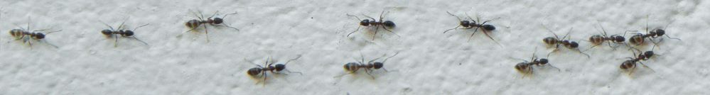 Ants of Southern Africa