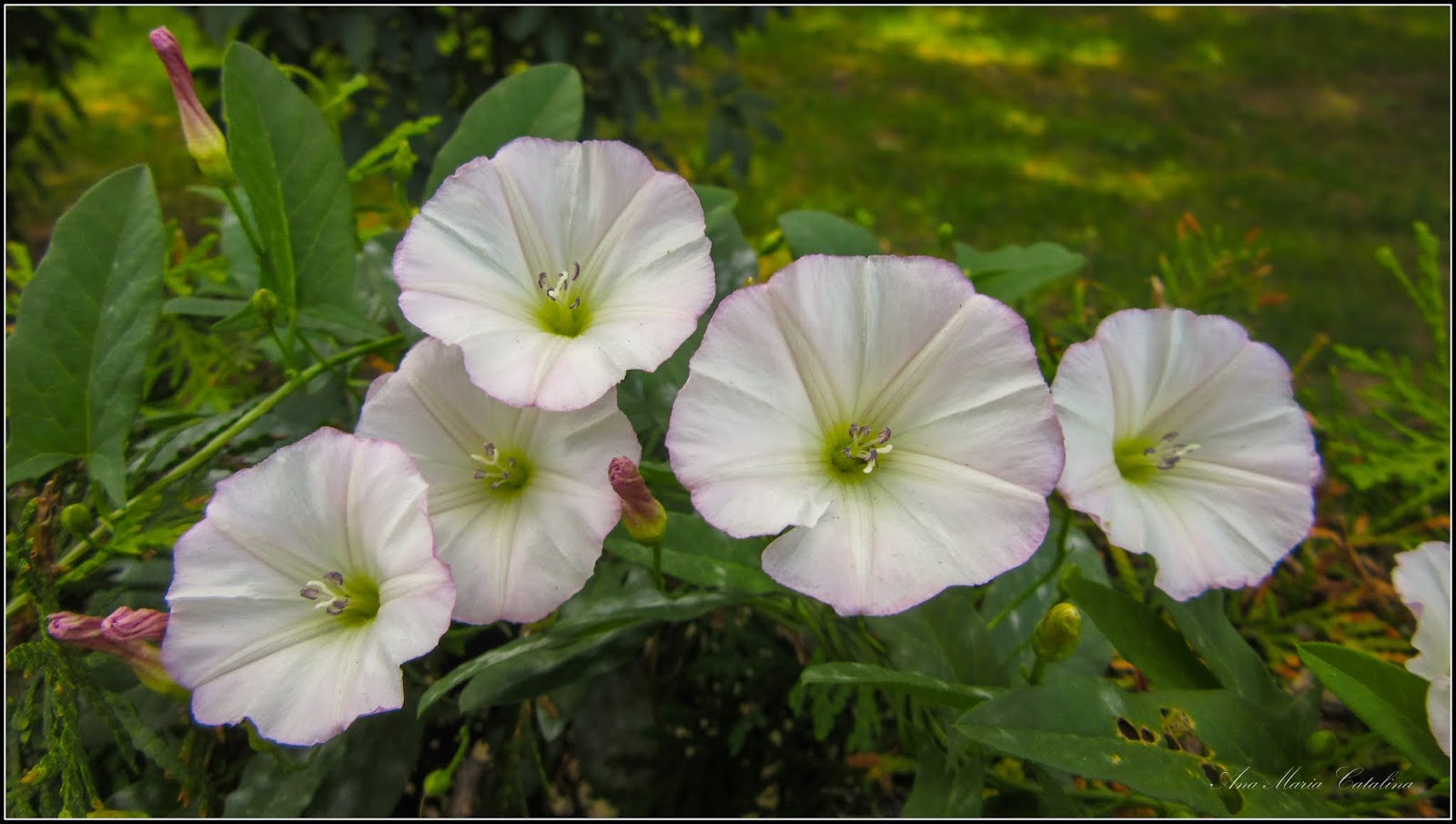 Lumea văzută din Turda: Volbură, rochița-rândunicii (Convolvulus ...