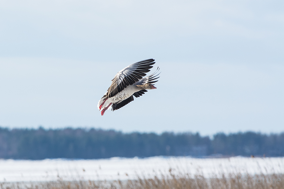 Foture: Hallhani, Anser anser, Grey Goose