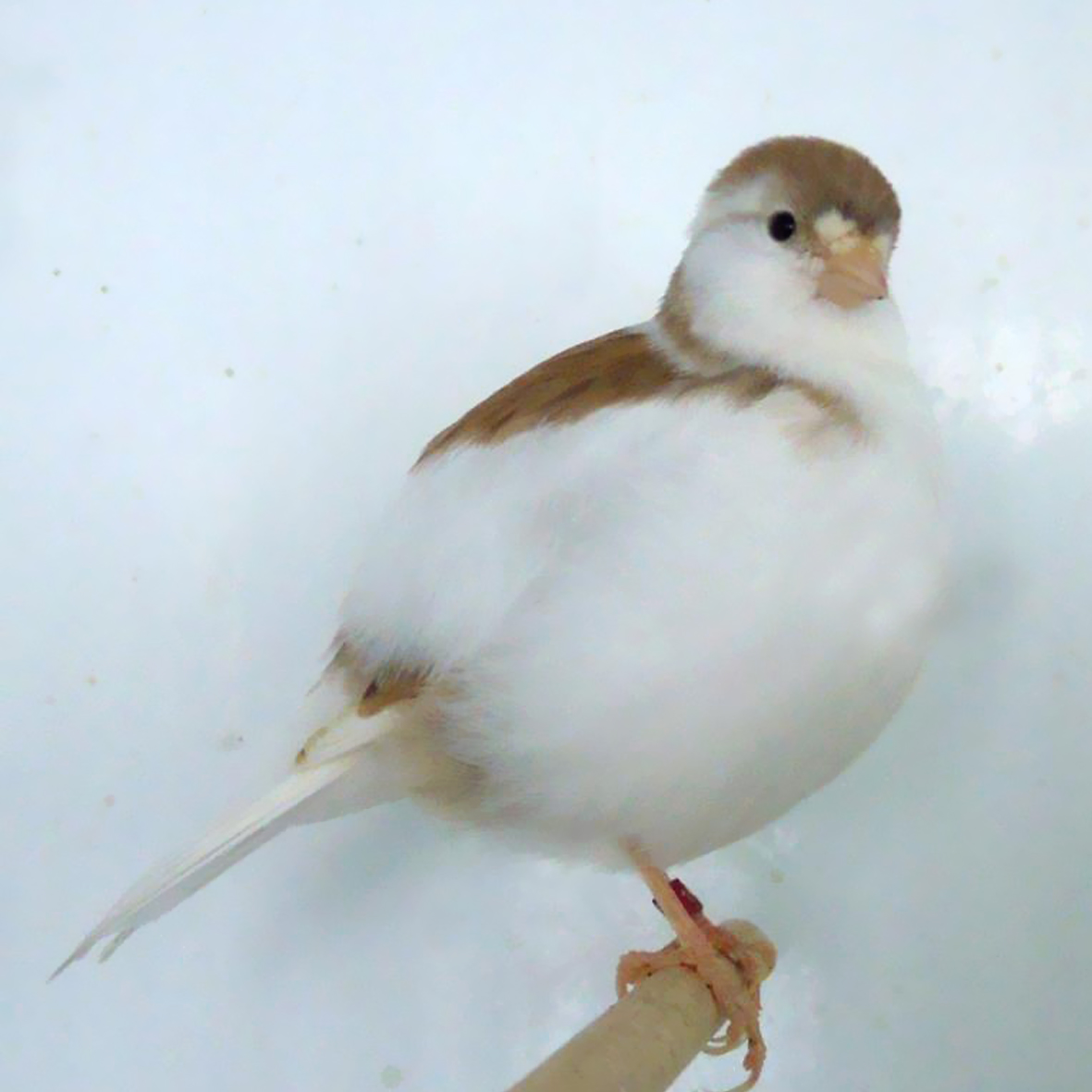 canarilrevoredo: O Fife Fancy