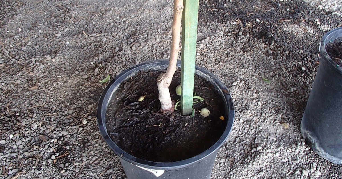 Xtremehorticulture of the Desert: Small Fruit Trees are Best With ...