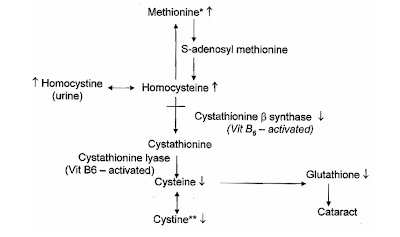Homocystinuria: Biochemistry!