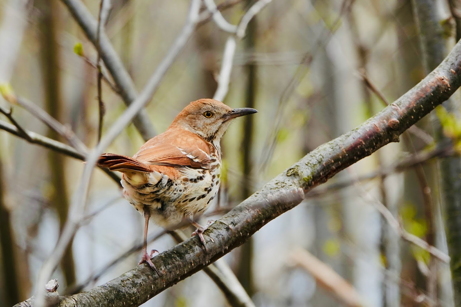 Moqueur roux - Brown Trasher