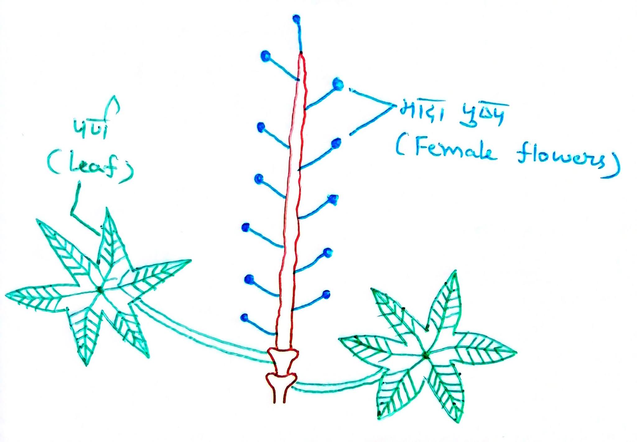 Advances in Hybrid Seed Production of Castor Crop