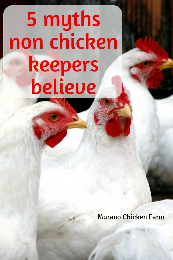 5 Things non chicken keepers believe - Murano Chicken Farm