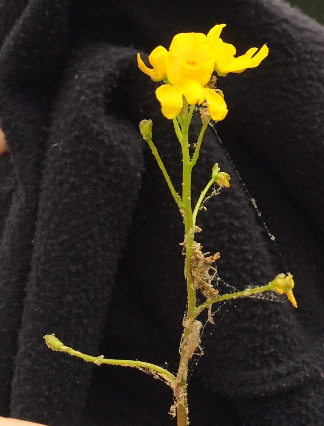 Homeopath In The House