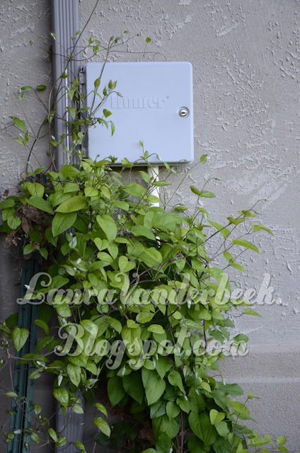 Laura Vanderbeek: Close up look at the plants in my garden