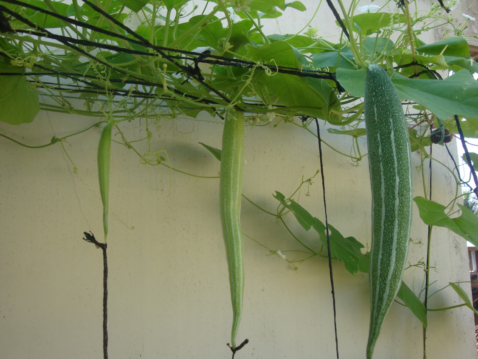 Organic micro farm and vegetable terrace garden : Snake Gourd Plantation