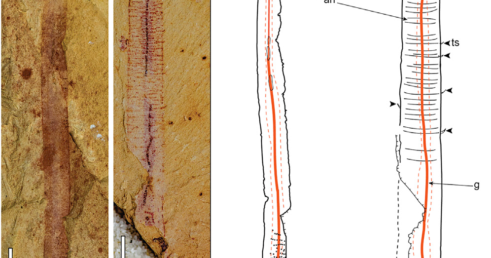 Sciency Thoughts: Facivermis yunnanicus reinterpreted as a tube ...