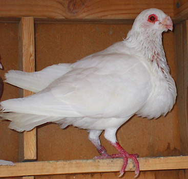 Granadino Pouter | BD PIGEONS