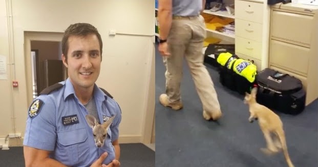 White Wolf : Police Officer Adopts Baby Kangaroo, Lets Him Live Inside ...