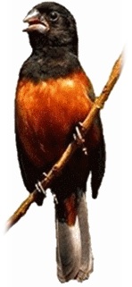 CURIOZEIROS: Paixão por curió mantém vivo o encanto pelo pássaro.