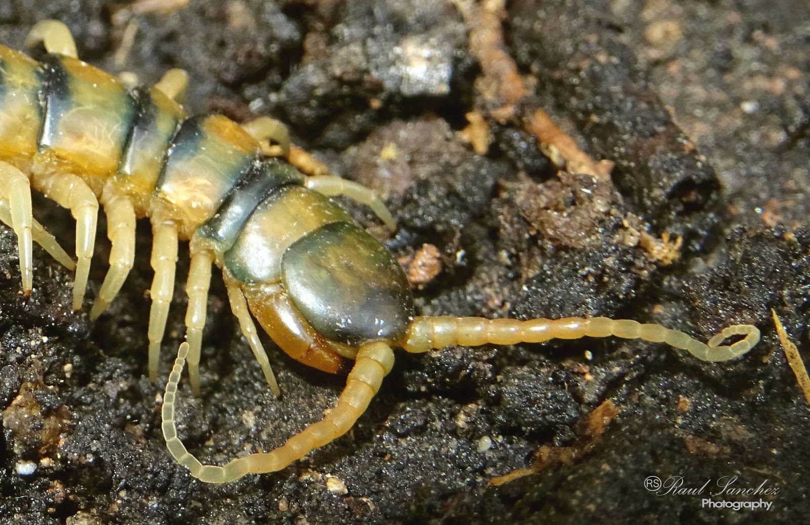 Naturaleza Viva : Scolopendra alternans (Chilopoda Scolopendromorpha ...