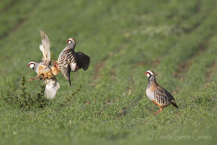 Imagen y Naturaleza . Blog de Vicente García Canseco: El celo de la Perdiz